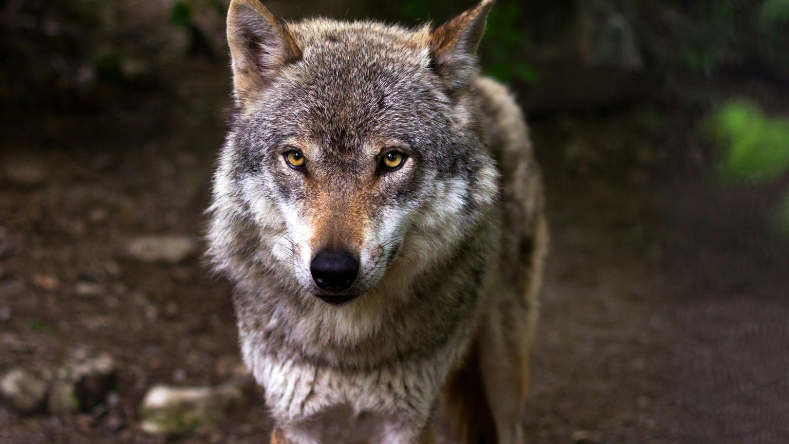 Alle slachtoffers van wolf in Nederland: samen €875.766 schade